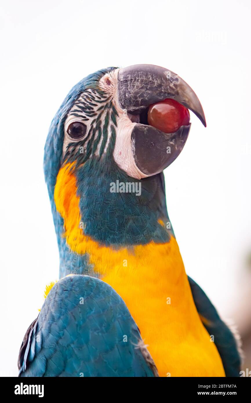 Green and yellow parrot. With a grape in its beak Stock Photo - Alamy
