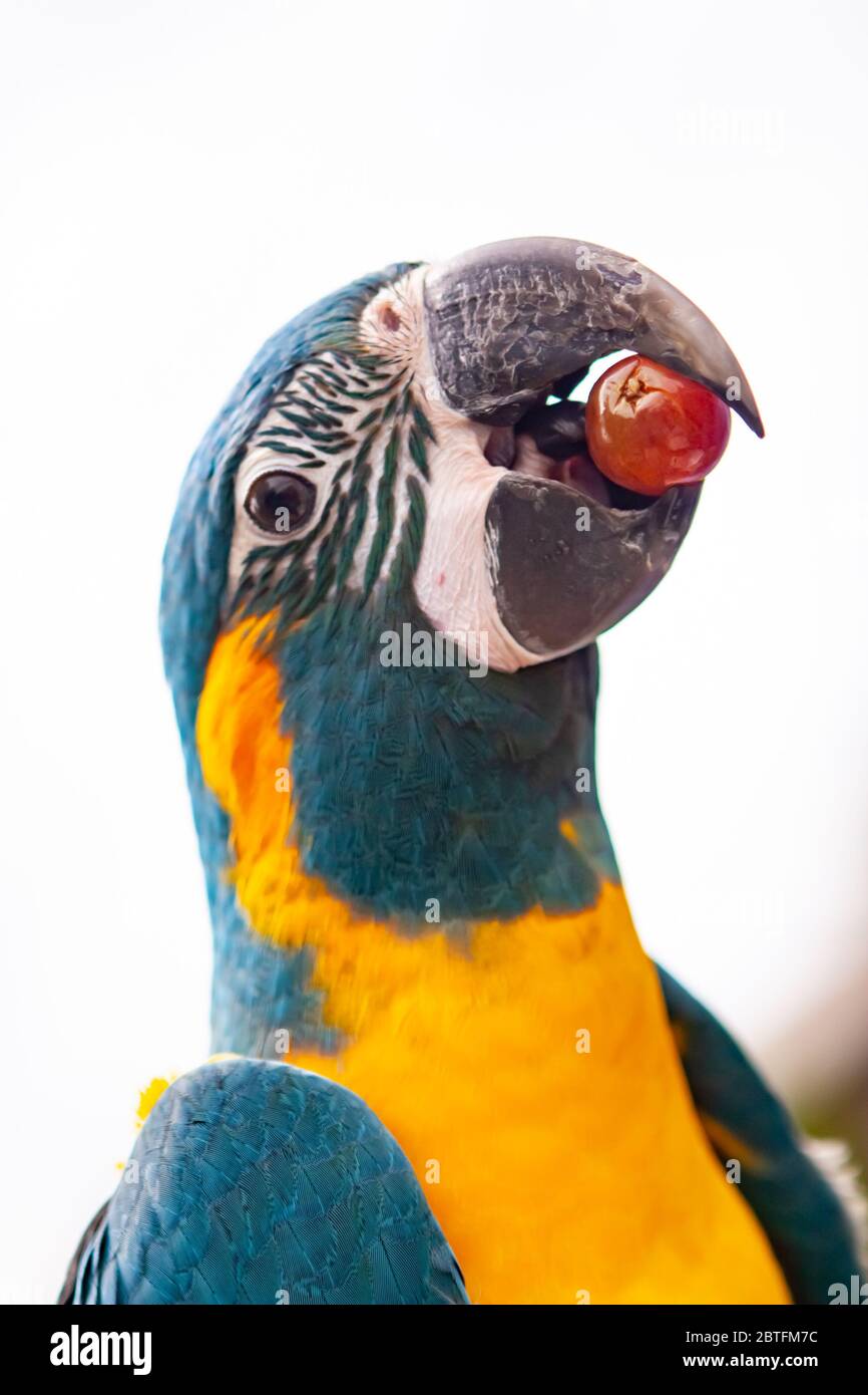 Green and yellow parrot. With a grape in its beak Stock Photo - Alamy