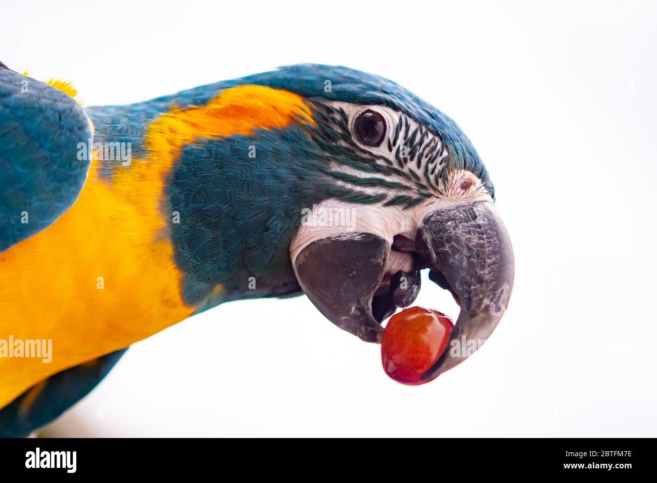 Green and yellow parrot. With a grape in its beak Stock Photo - Alamy