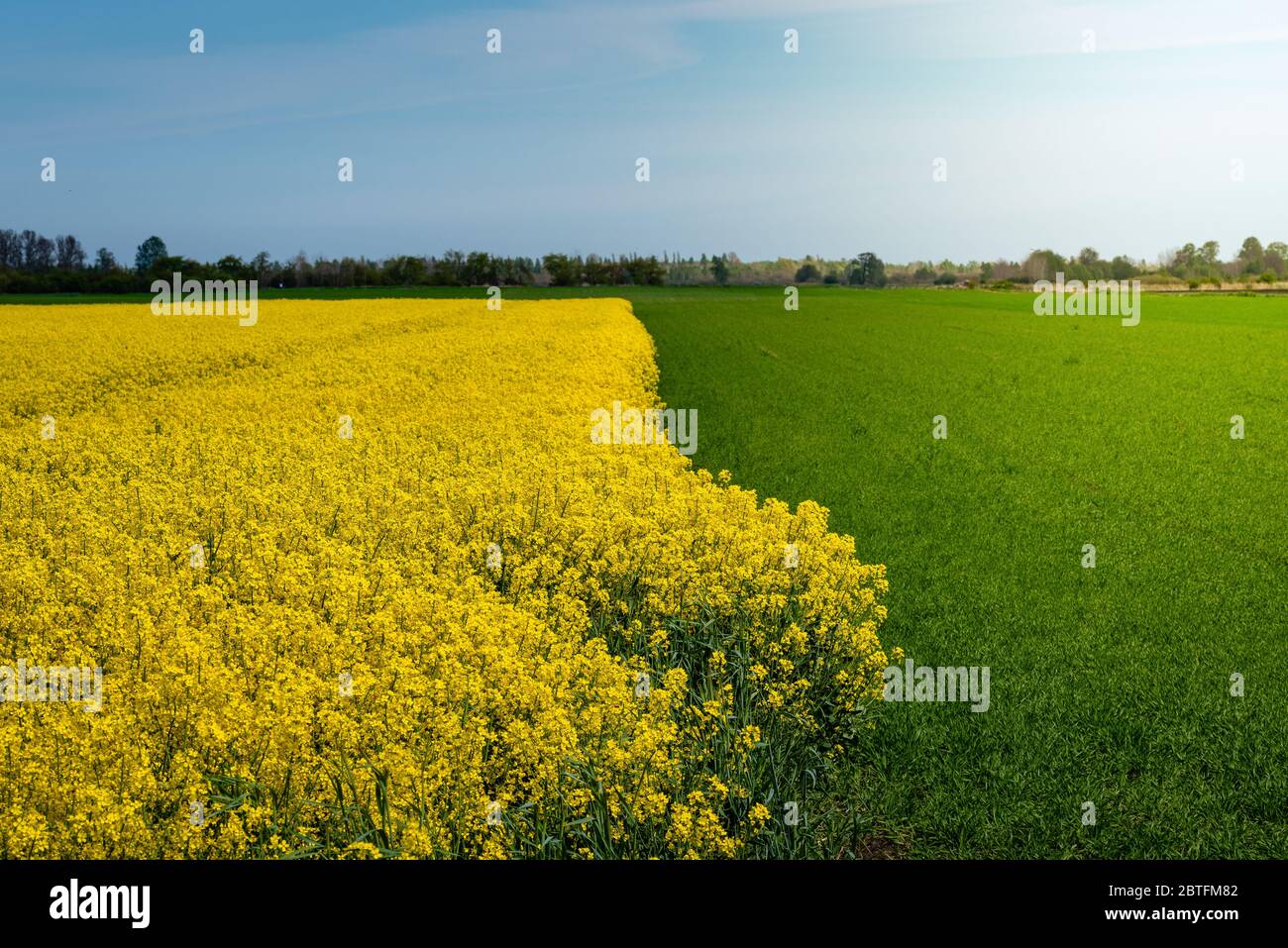 Rural view of the rapeseed field Stock Photo - Alamy