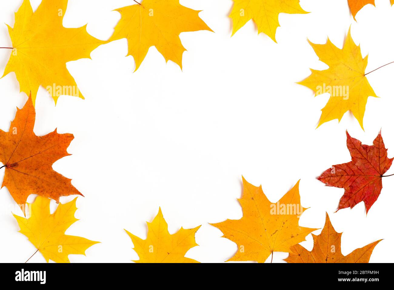 Nice border made from color falling maple leaves Stock Photo - Alamy