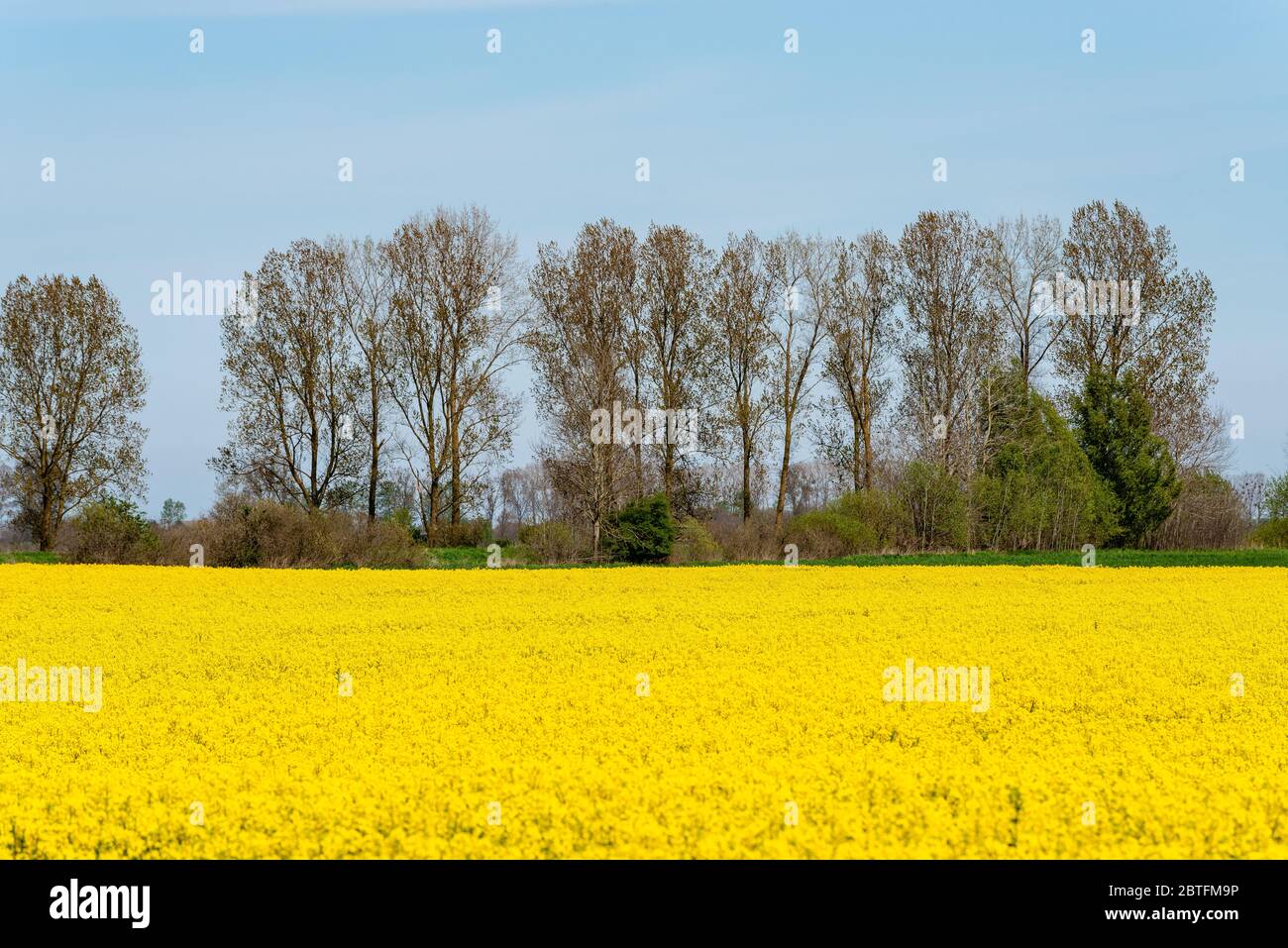 Rural view of the rapeseed field Stock Photo - Alamy