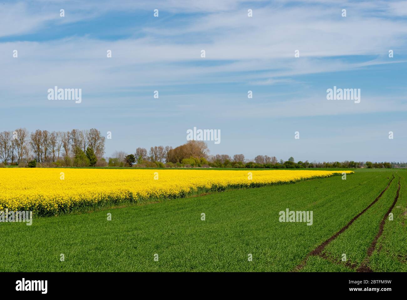 Rural view of the rapeseed field Stock Photo - Alamy