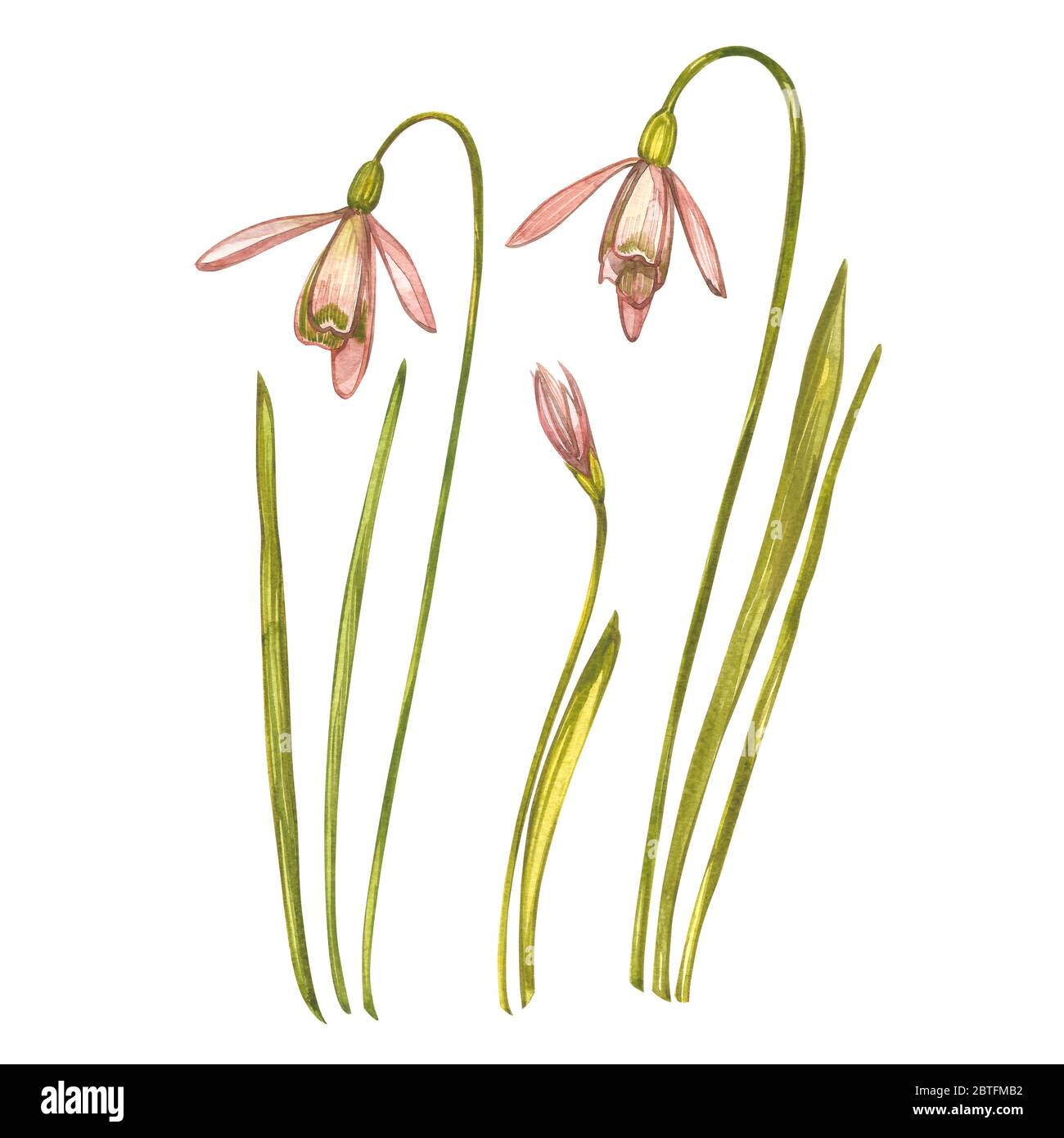 Watercolor snowdrops flowers. Wild flower set isolated on white ...