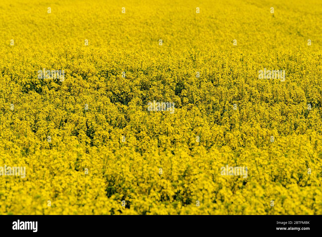 Rural view of the rapeseed field Stock Photo - Alamy