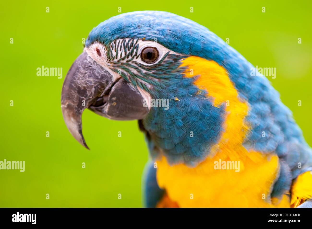 Parrot eating grass hi-res stock photography and images - Alamy