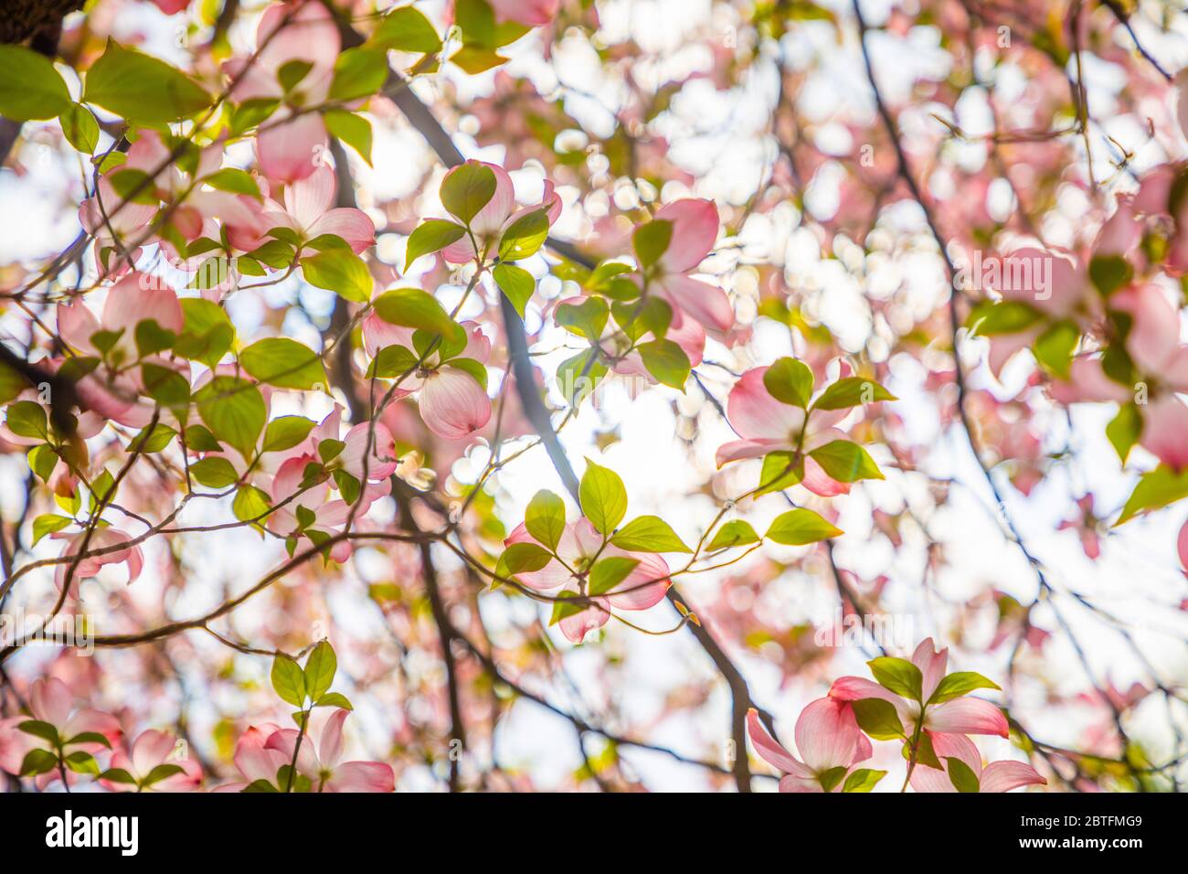 Flowers of Cornus florida in spring day in Pruhonice Park near Prague ...