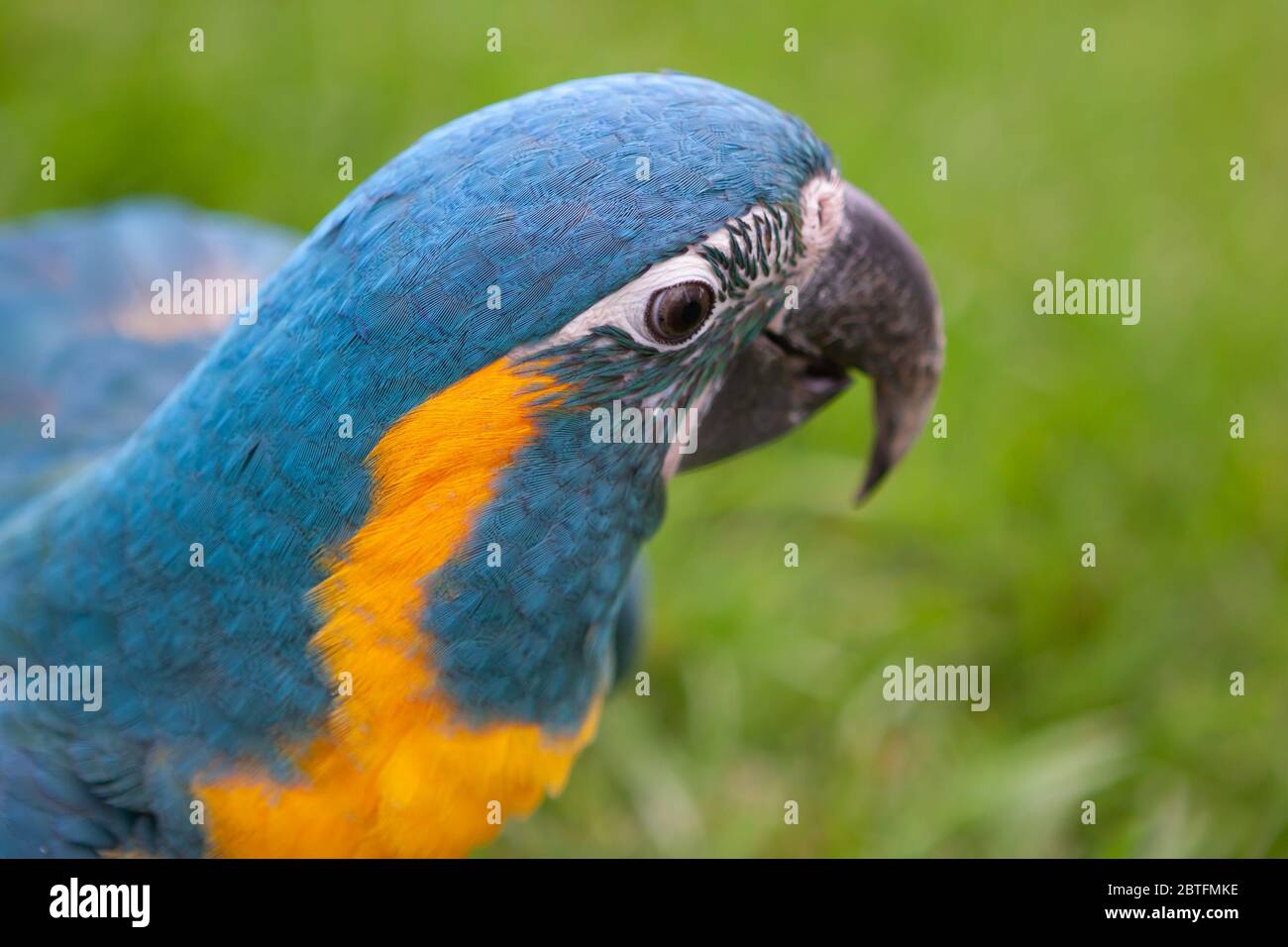 Closeup of Green and yellow parrot standing in bright green grass ...