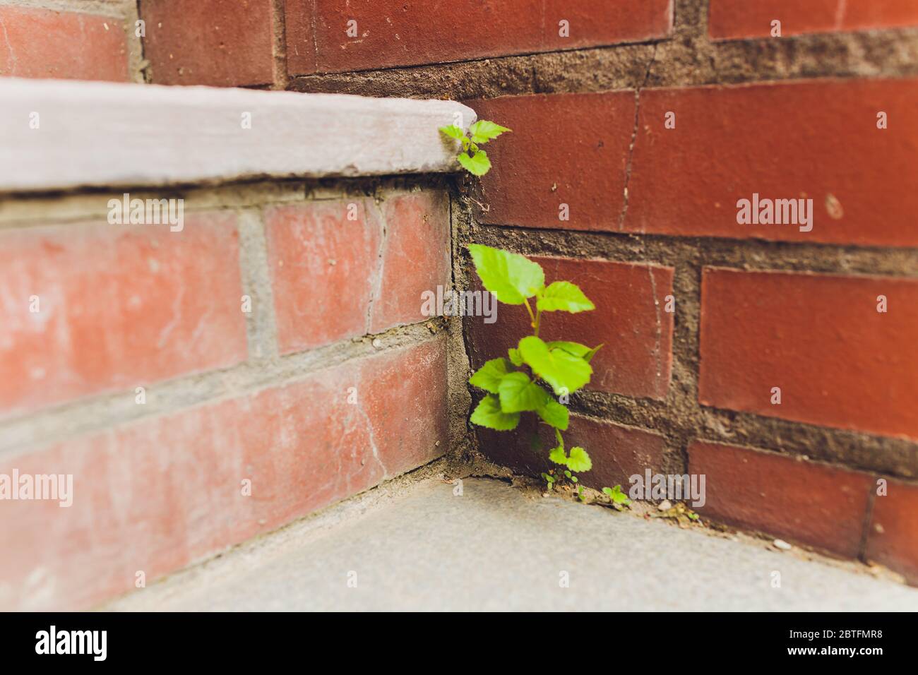 Wild plant growing among paving slabs. Plants in an urban environment ...