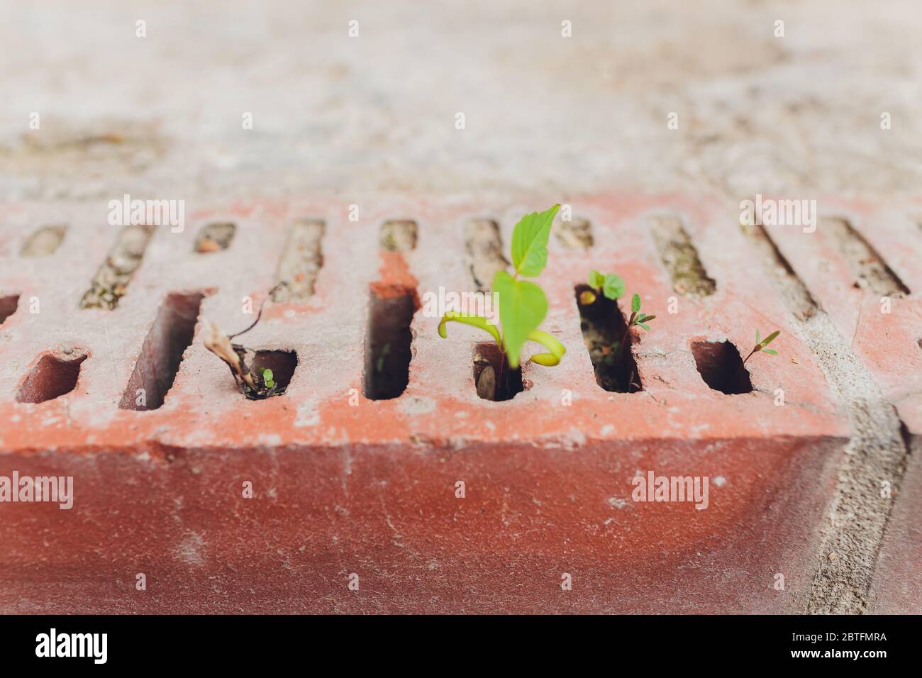 Wild plant growing among paving slabs. Plants in an urban environment ...