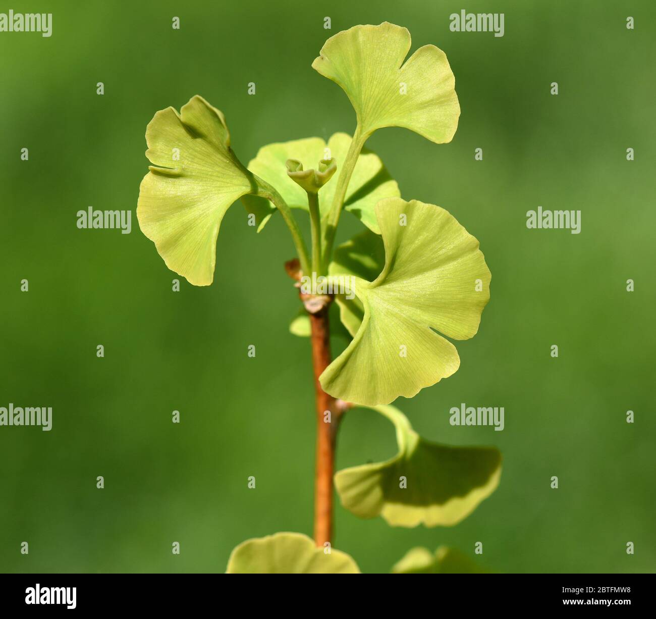Ginkgo biloba oder Ginko ist eine in China heimische, heute weltweit ...