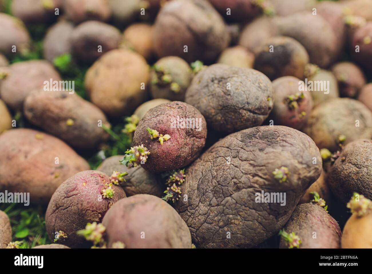 potato field vegetable with tubers in soil dirt surface background ...