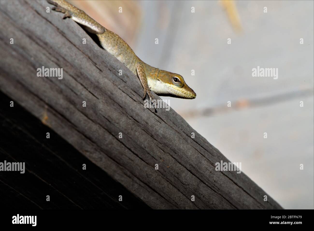Big anole hi-res stock photography and images - Alamy