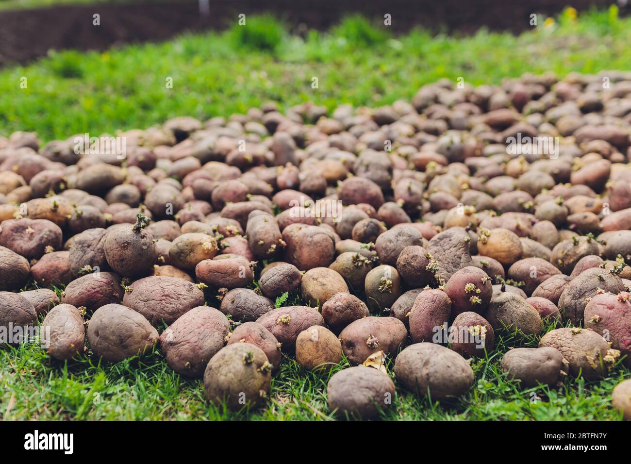 potato field vegetable with tubers in soil dirt surface background ...