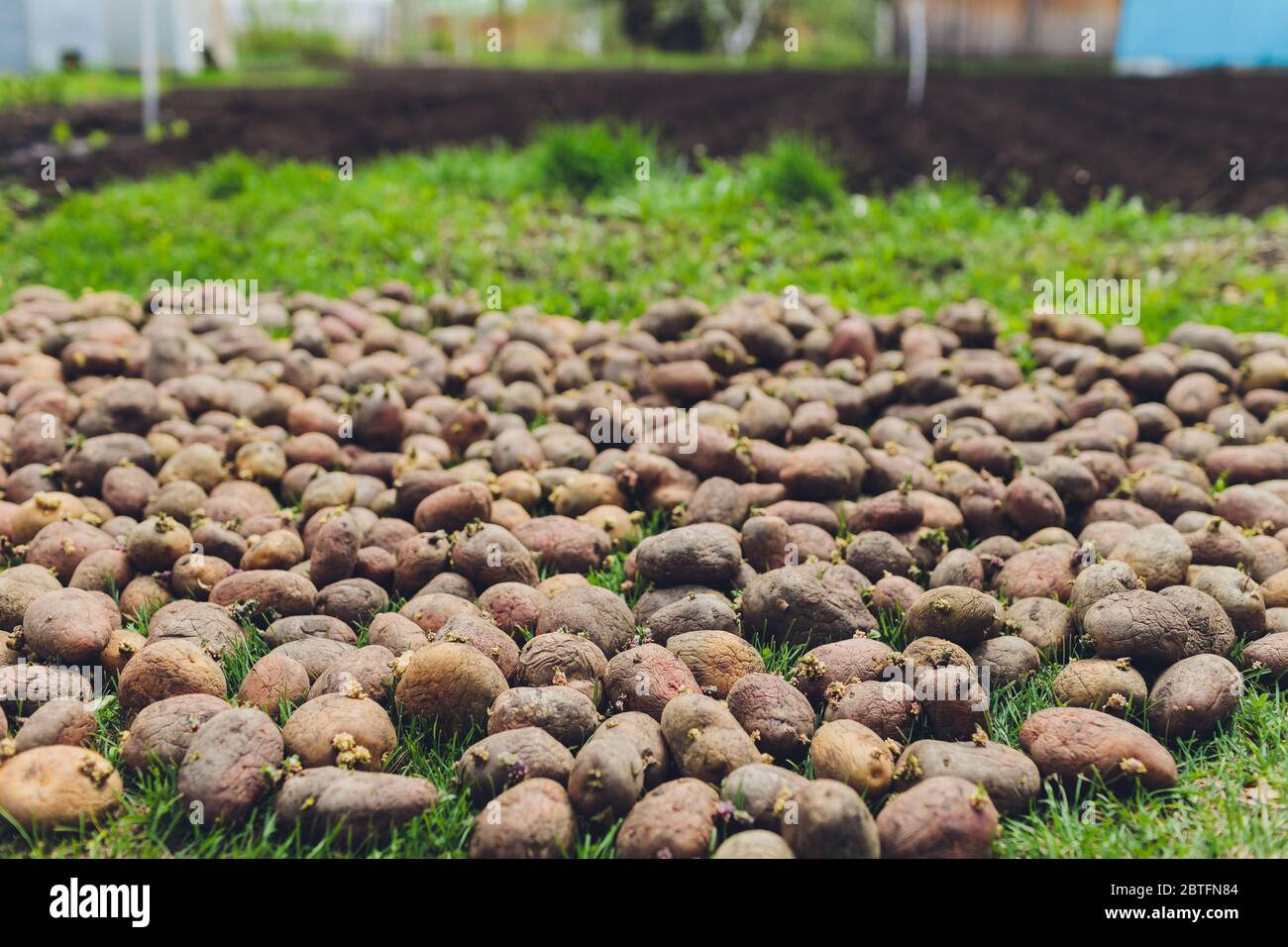 potato field vegetable with tubers in soil dirt surface background ...