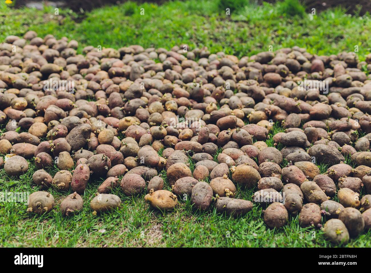 potato field vegetable with tubers in soil dirt surface background ...