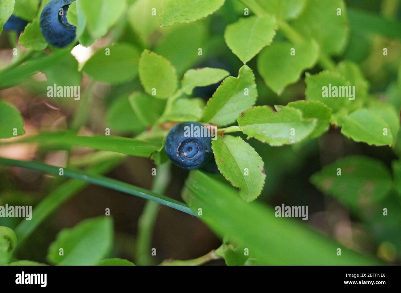 Blueberry branch with blue juicy ripe fruits and green leaves on a bush ...