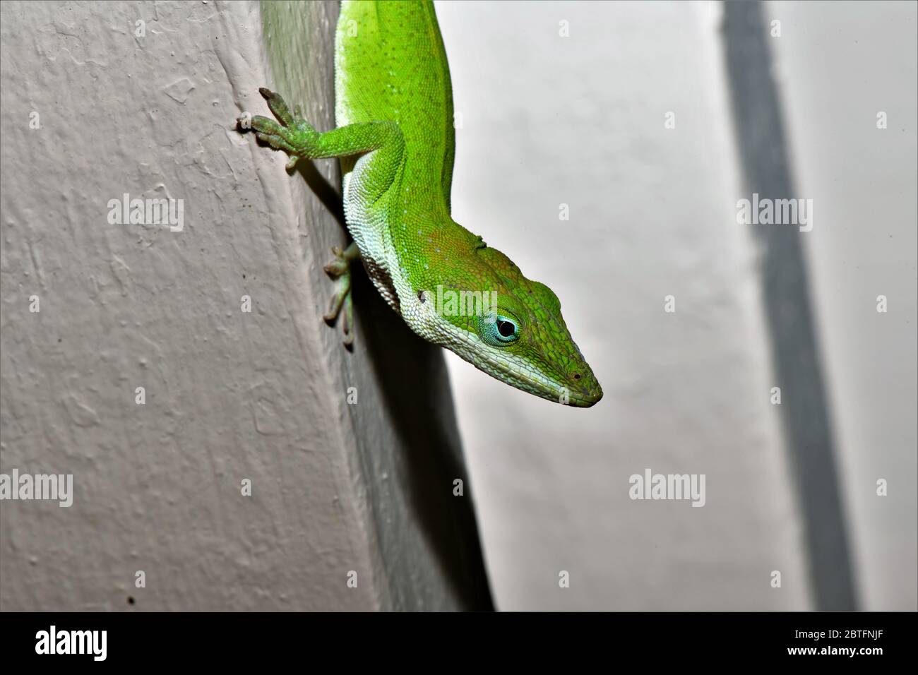 Color change lizard hi-res stock photography and images - Alamy
