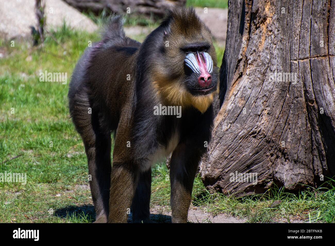 Angry mandrill hi-res stock photography and images - Alamy