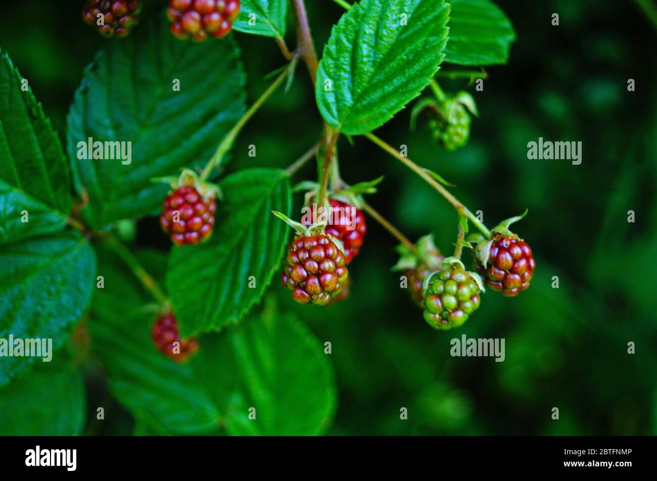 Blackberry branch with pink unripe berries and green leaves on a bush ...