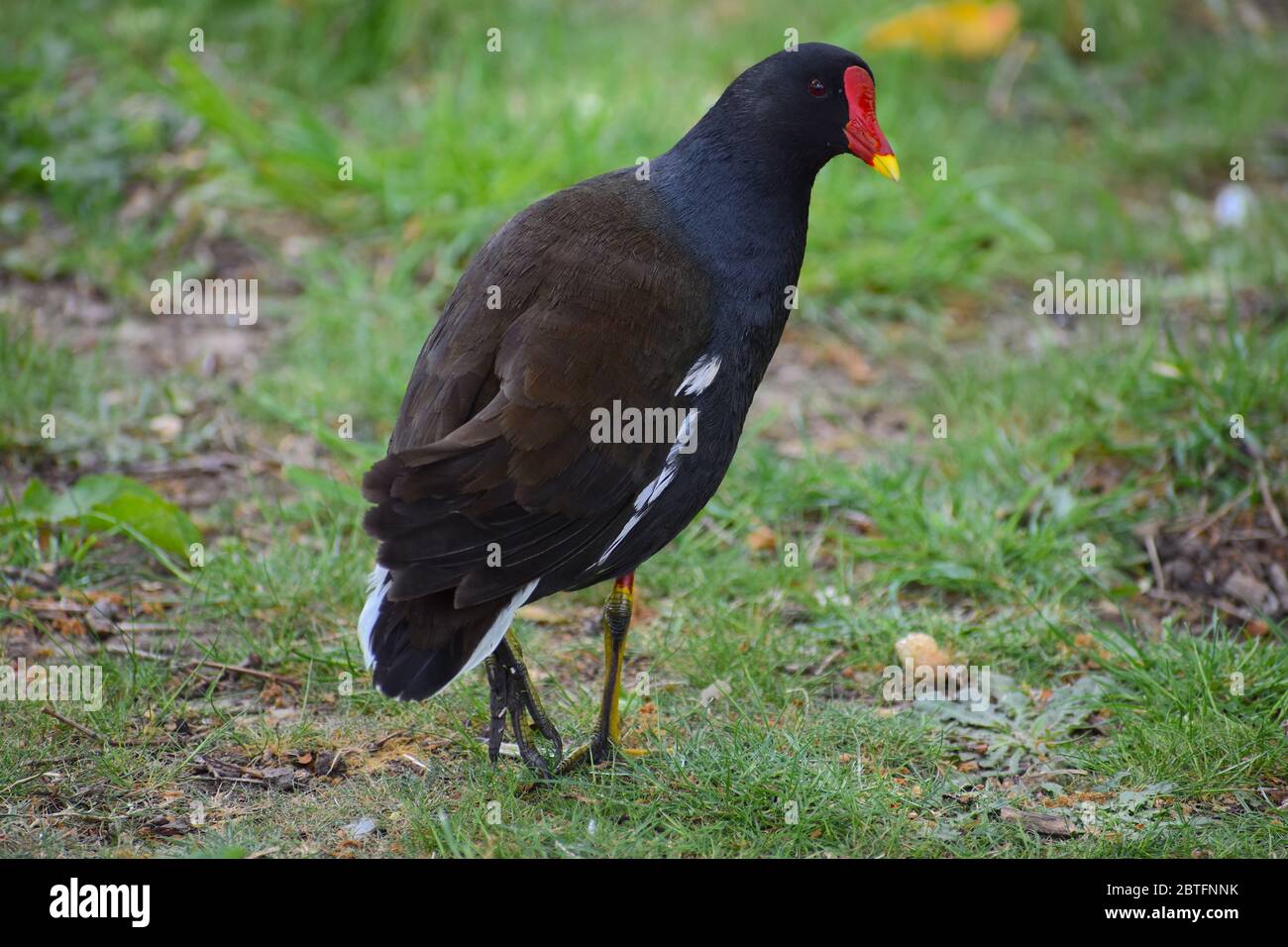 Gargling calls hi-res stock photography and images - Alamy