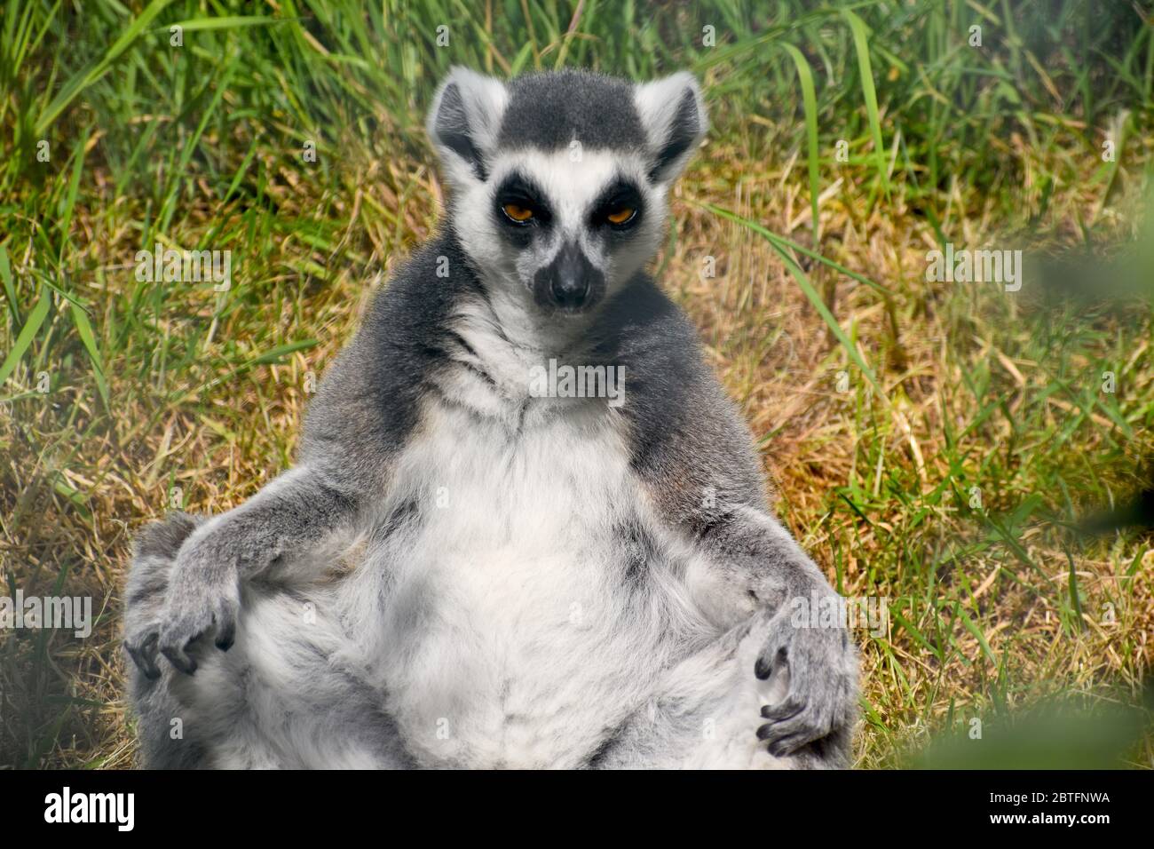 Ring-tailed lemurs have grey fur white faces ears and underbelly ...