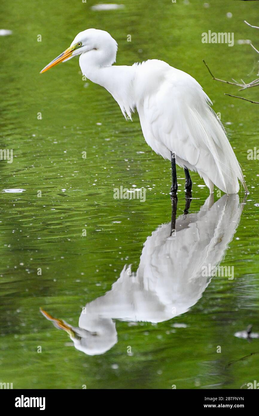 Great White Egret - Ardea alba or Ardea alba egretta - common egret ...