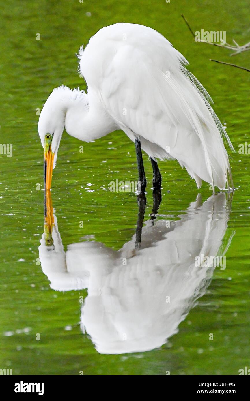 Great White Egret - Ardea alba or Ardea alba egretta - common egret ...