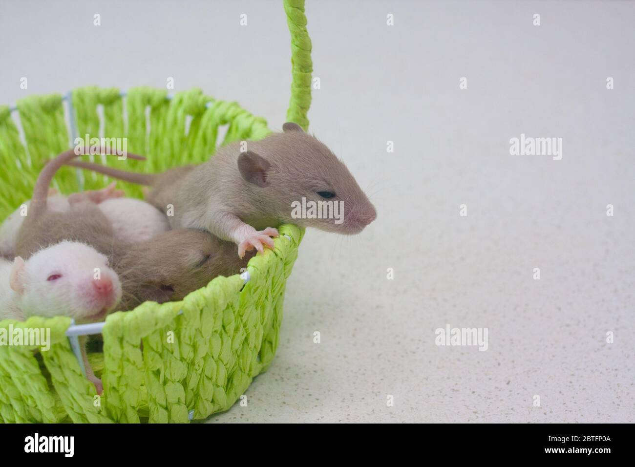 Isolation do it yourself concept. Coveid-19 pandemic prevention ...