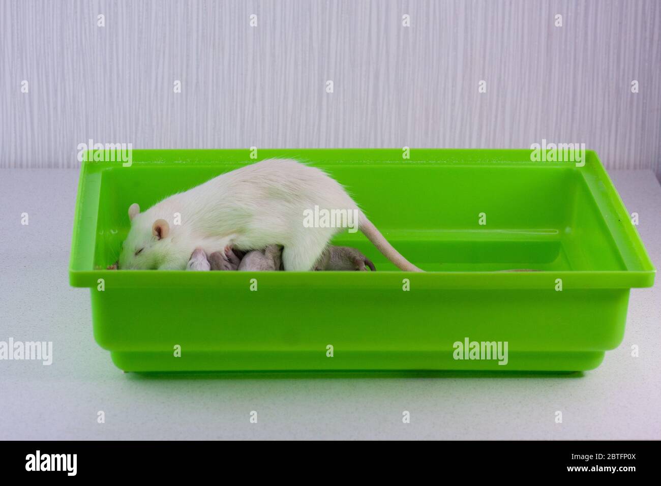 Isolation do it yourself concept. Coveid-19 pandemic prevention ...