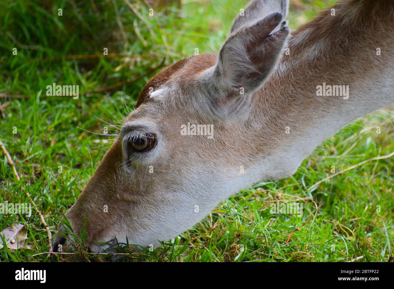 White Fallow Deer Uk High Resolution Stock Photography and Images - Alamy
