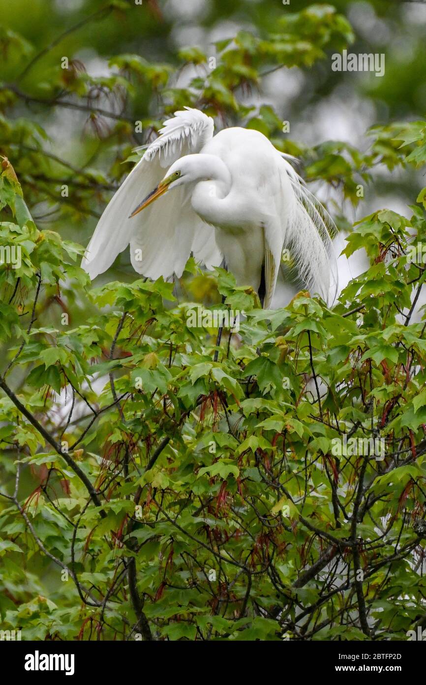 Great White Egret in a tree - Ardea alba or Ardea alba egretta in ...