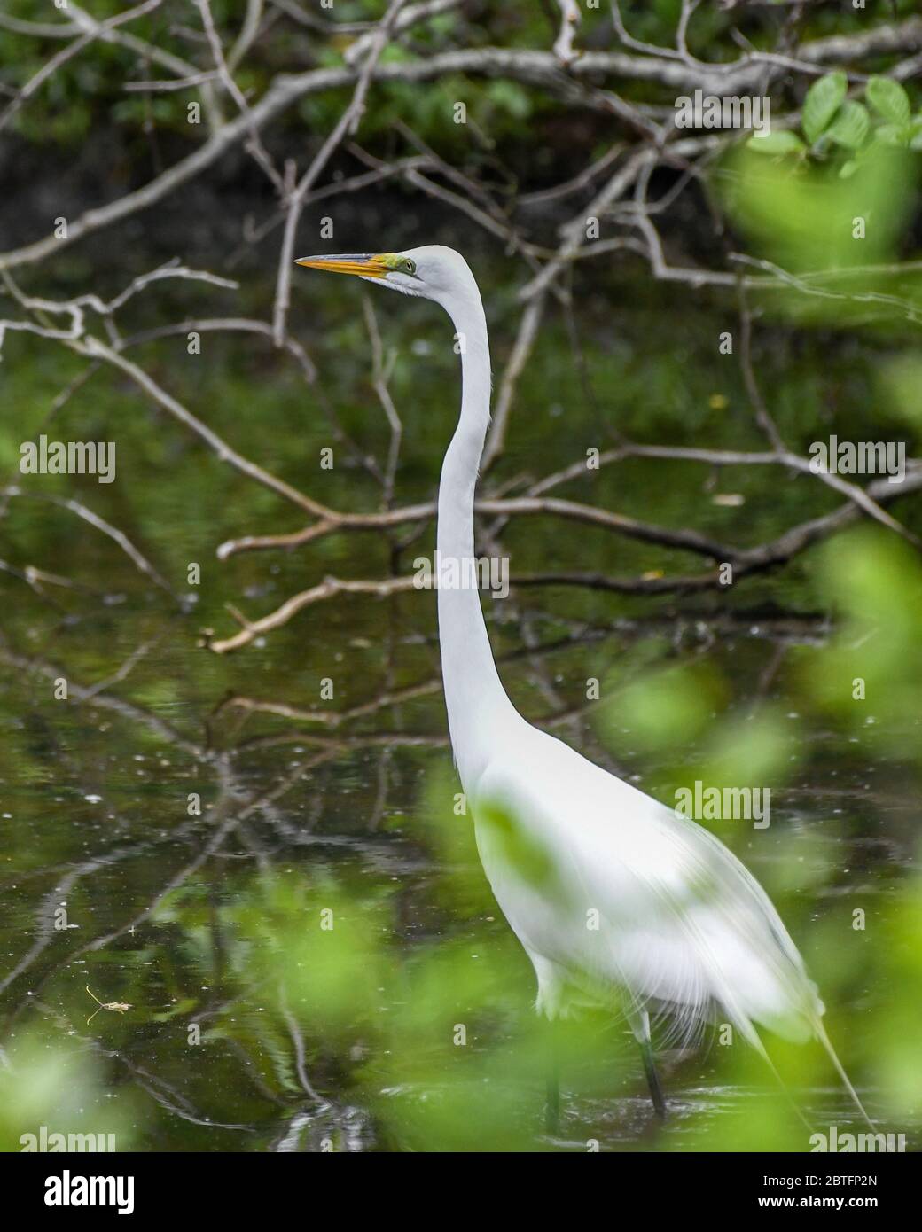 Great White Egret - Ardea alba or Ardea alba egretta - common egret ...