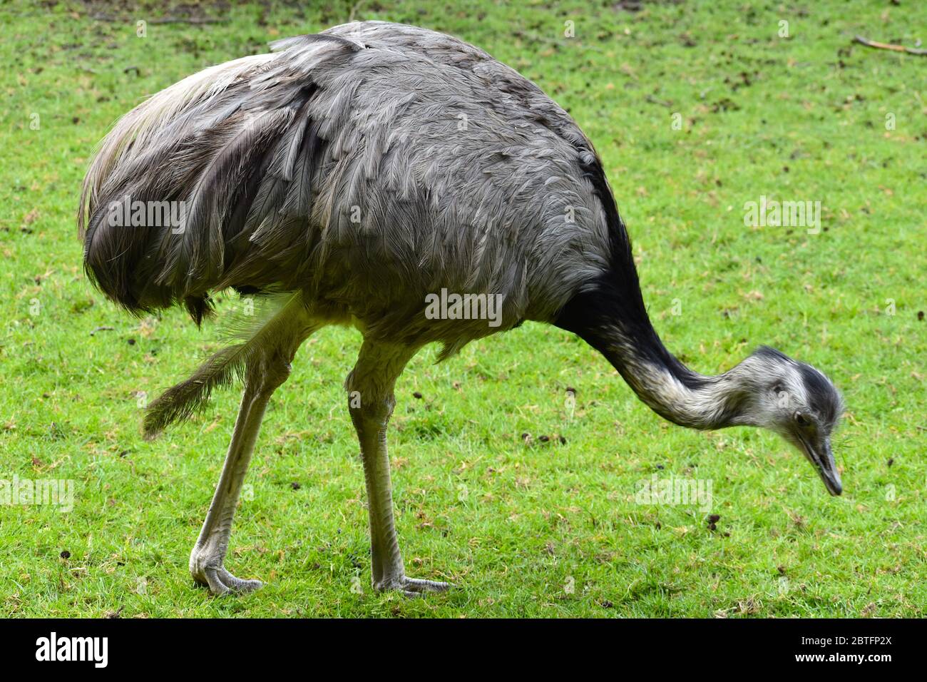 African three ostrich portrait funny hi-res stock photography and ...