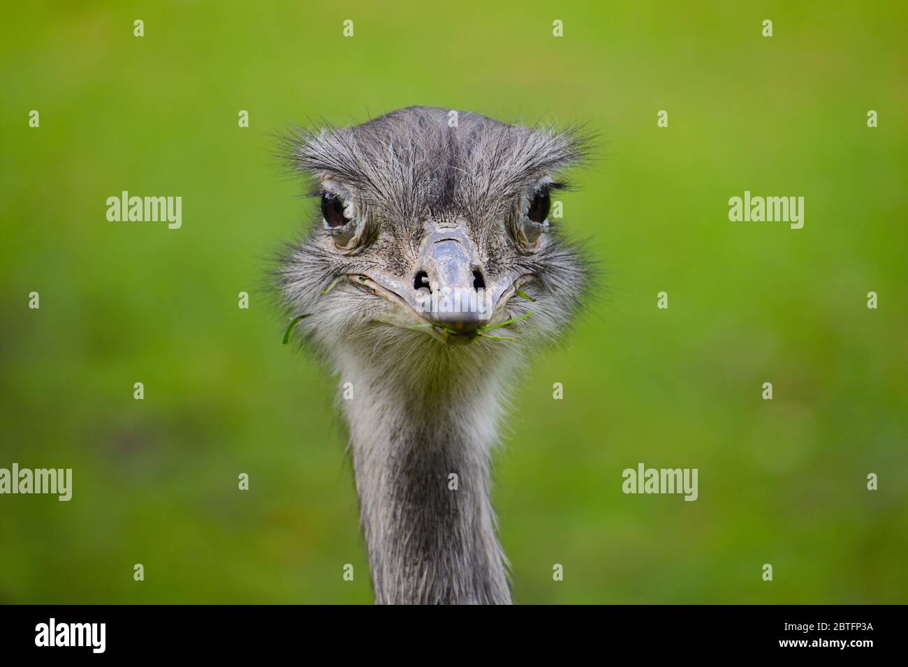 Flightless greater rhea is lesser known relative of ostrich It has long ...
