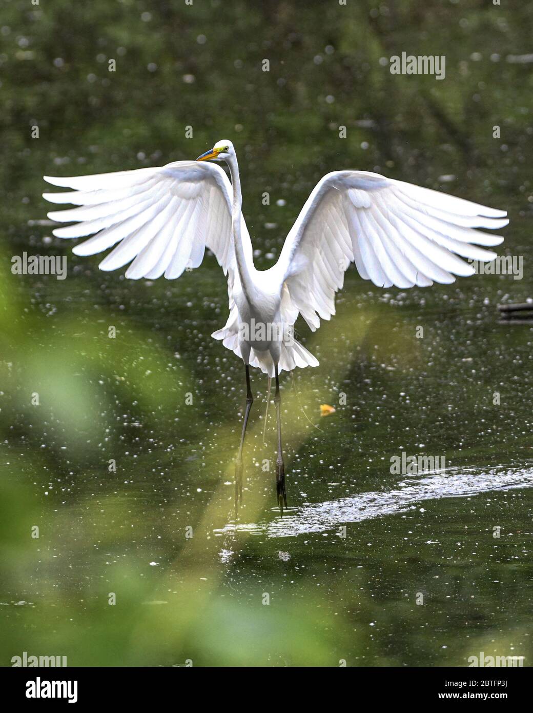 Great White Egret - Ardea alba or Ardea alba egretta - common egret ...