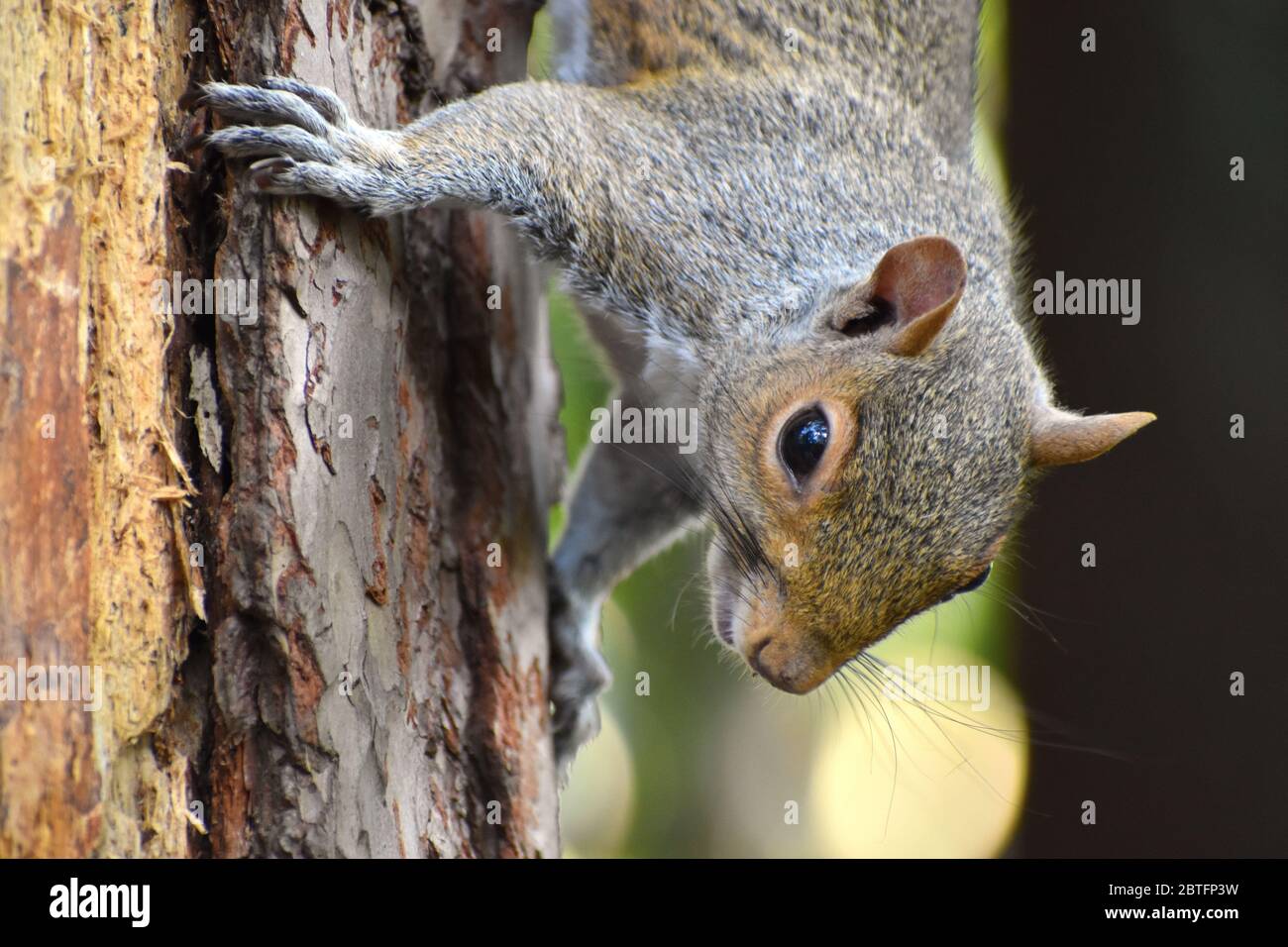 Four toes on their front feet hi-res stock photography and images - Alamy