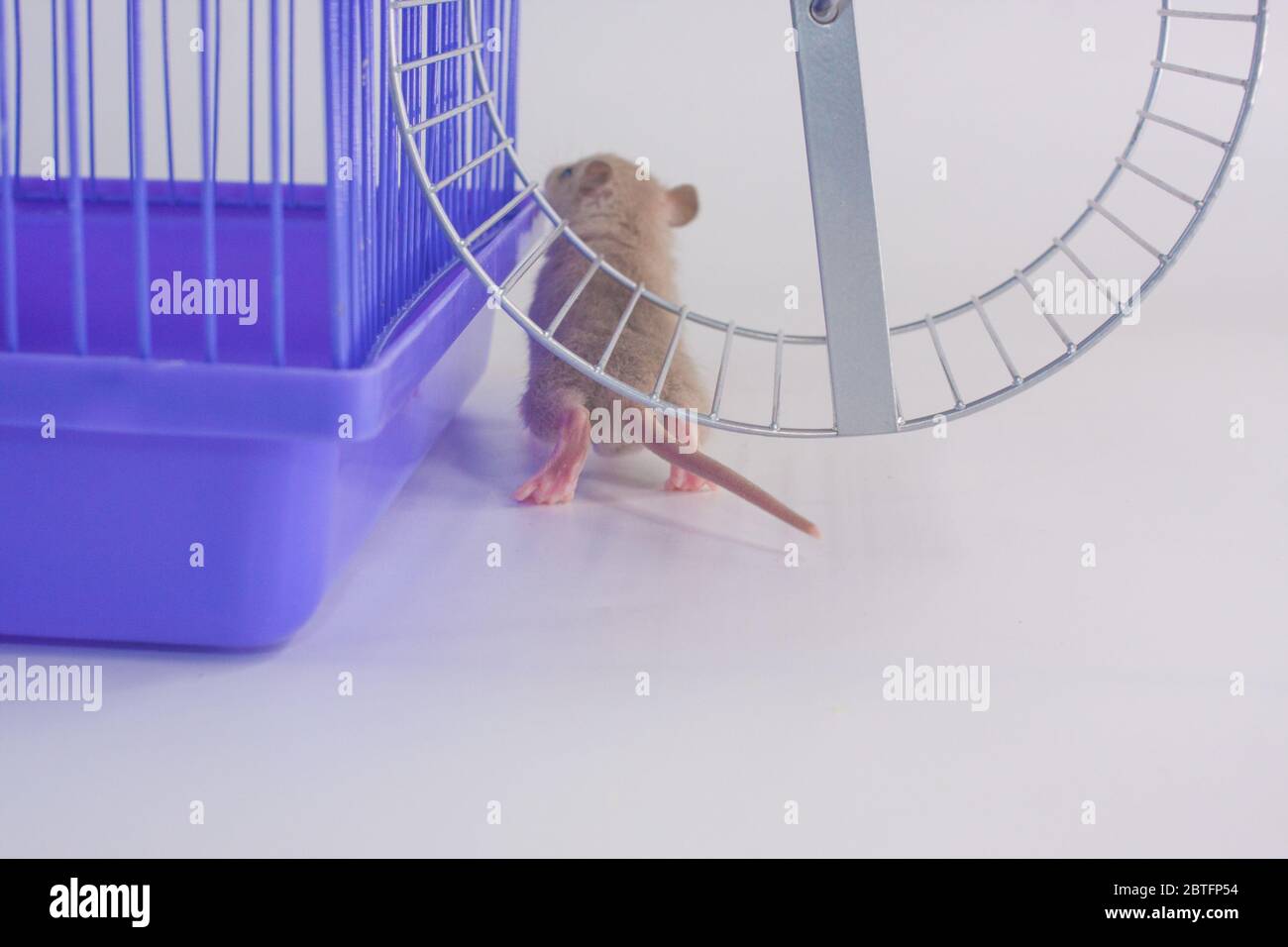 Isolation do it yourself concept. Coveid-19 pandemic prevention ...