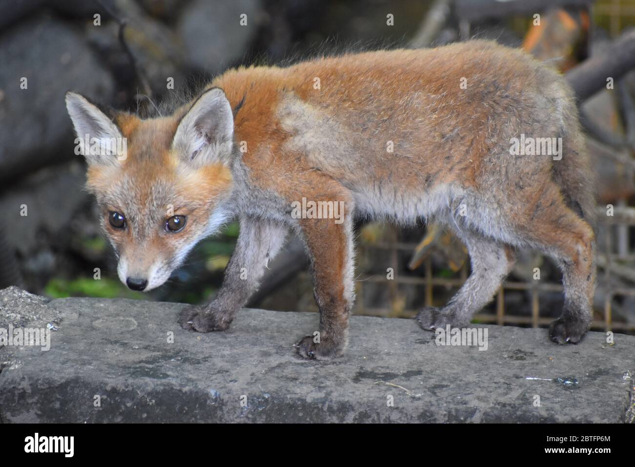 Father fox and pup hi-res stock photography and images - Alamy