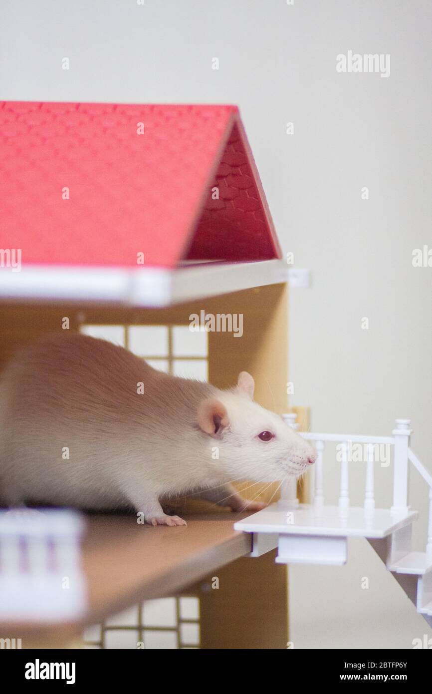 Isolation do it yourself concept. Coveid-19 pandemic prevention ...