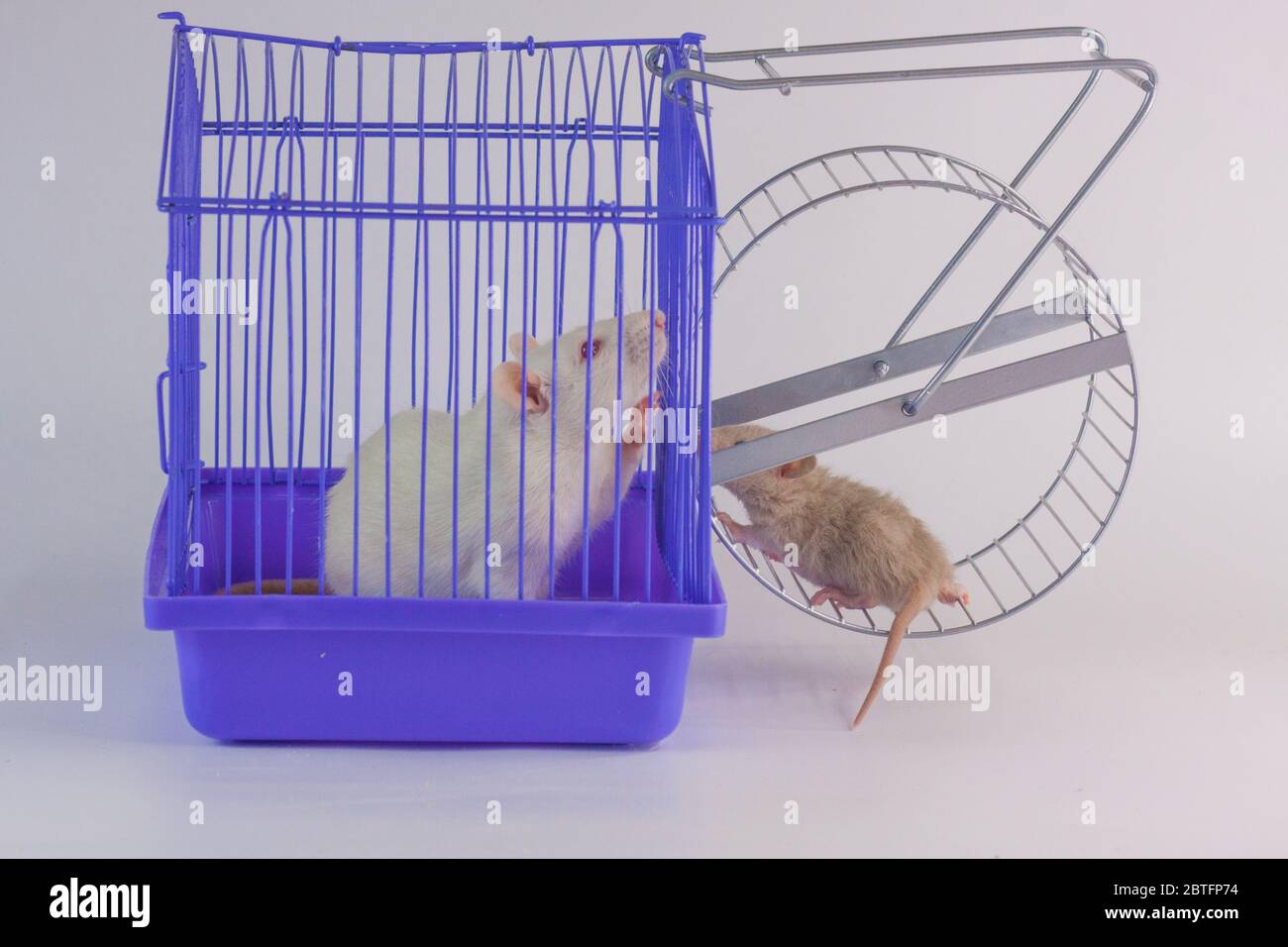 Isolation do it yourself concept. Coveid-19 pandemic prevention ...