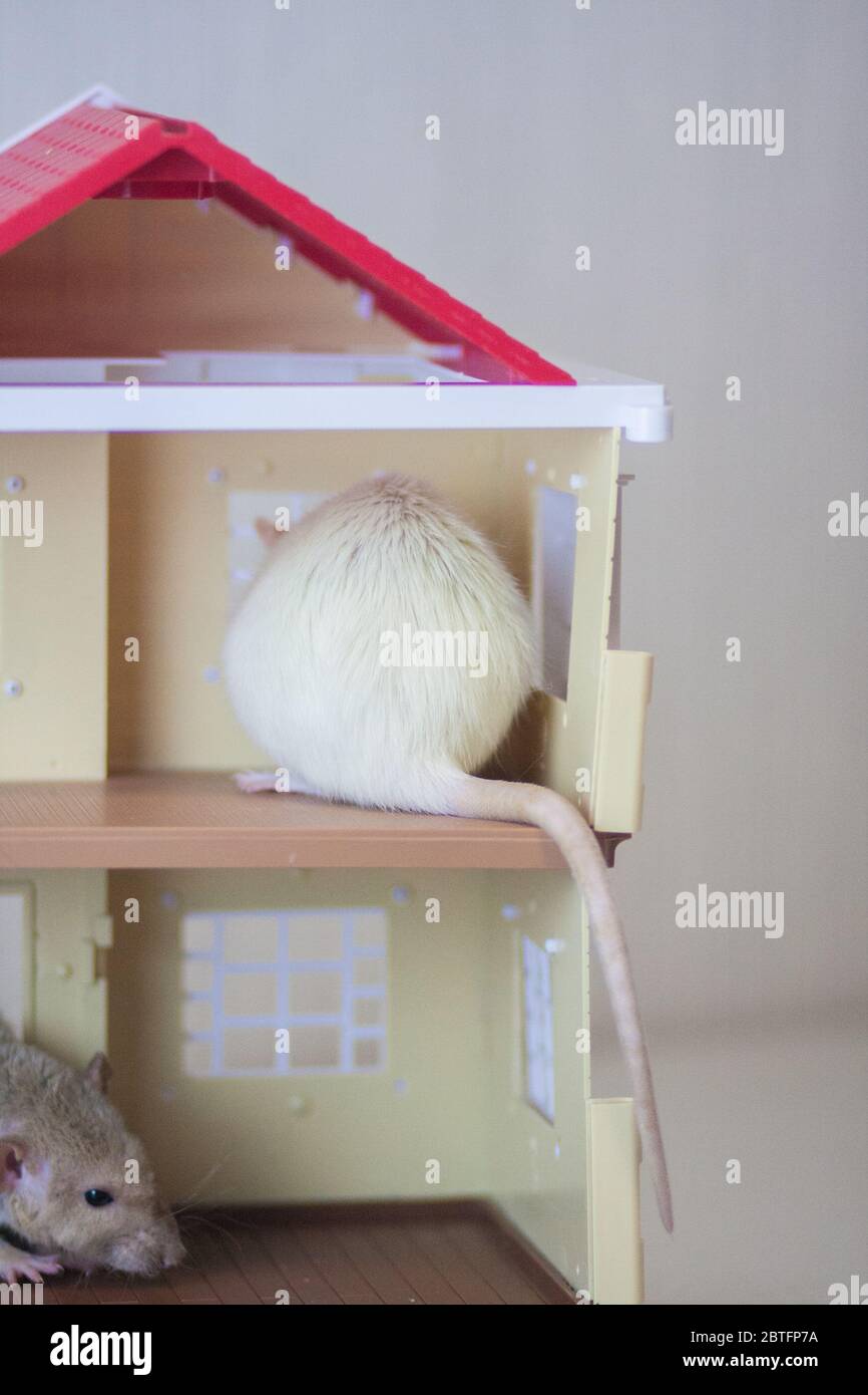 Isolation do it yourself concept. Coveid-19 pandemic prevention ...