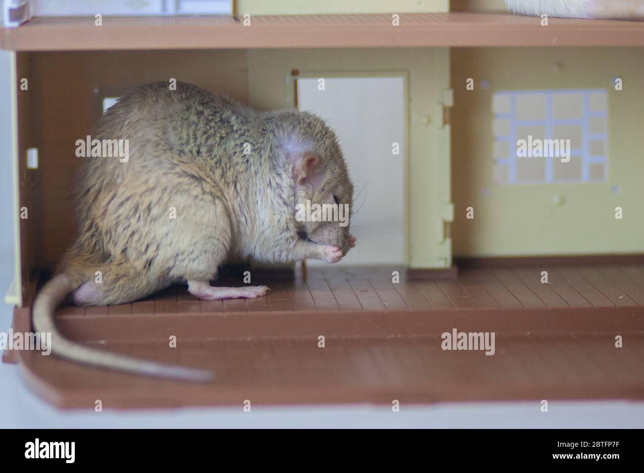 Isolation do it yourself concept. Coveid-19 pandemic prevention ...