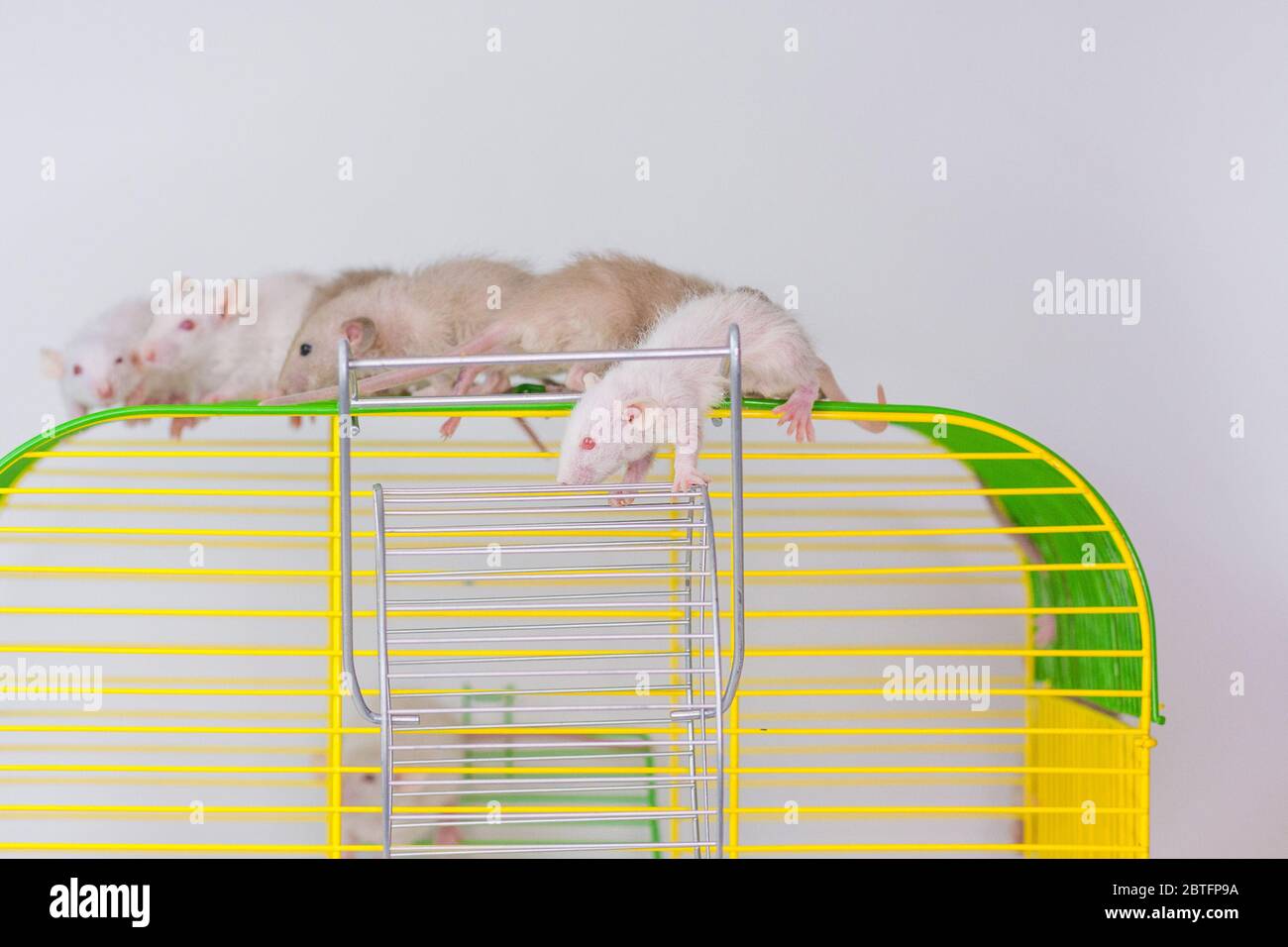 Isolation do it yourself concept. Coveid-19 pandemic prevention ...