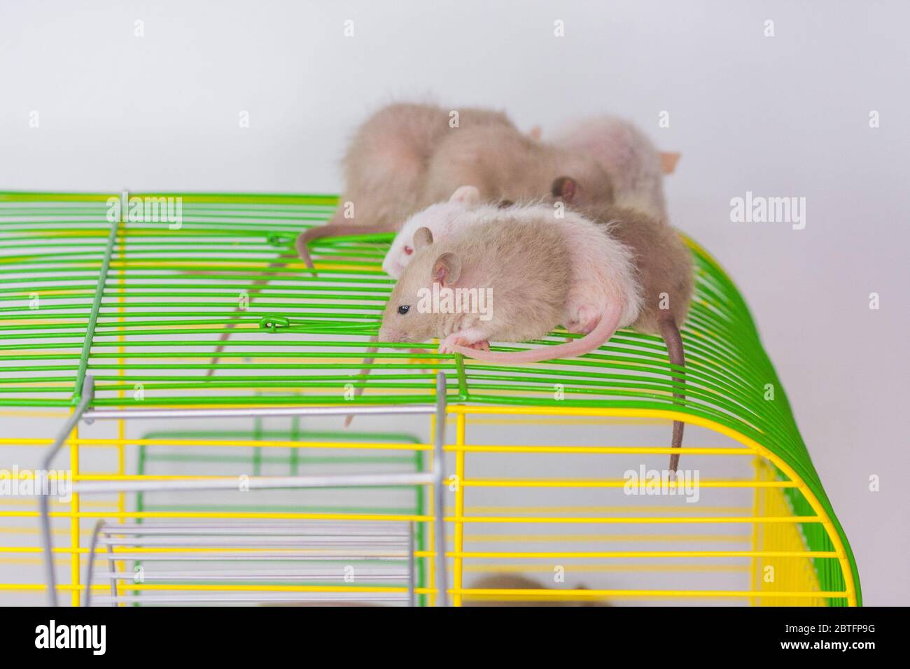 Isolation do it yourself concept. Coveid-19 pandemic prevention ...