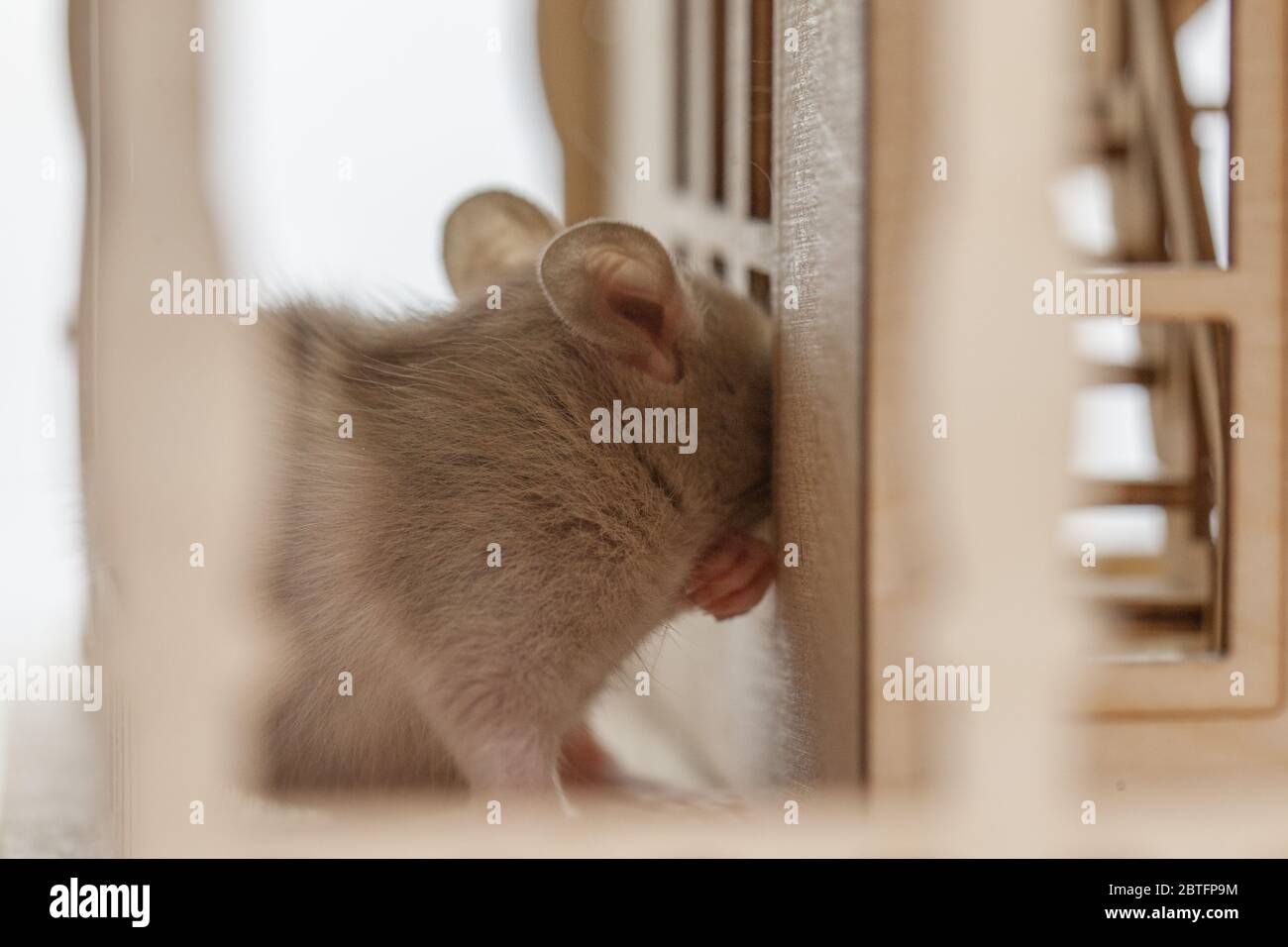 Isolation do it yourself concept. Coveid-19 pandemic prevention ...