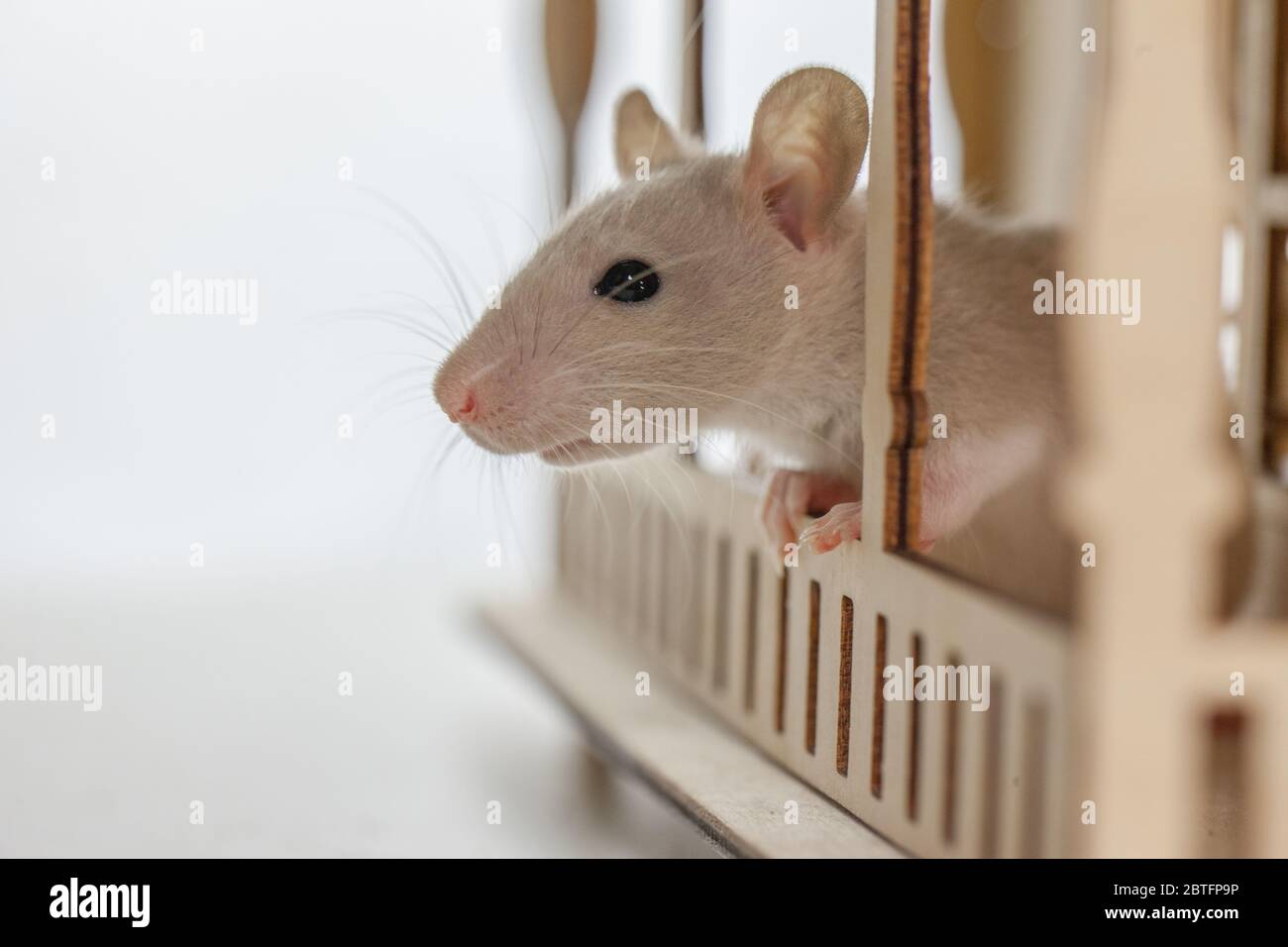 Isolation do it yourself concept. Coveid-19 pandemic prevention ...