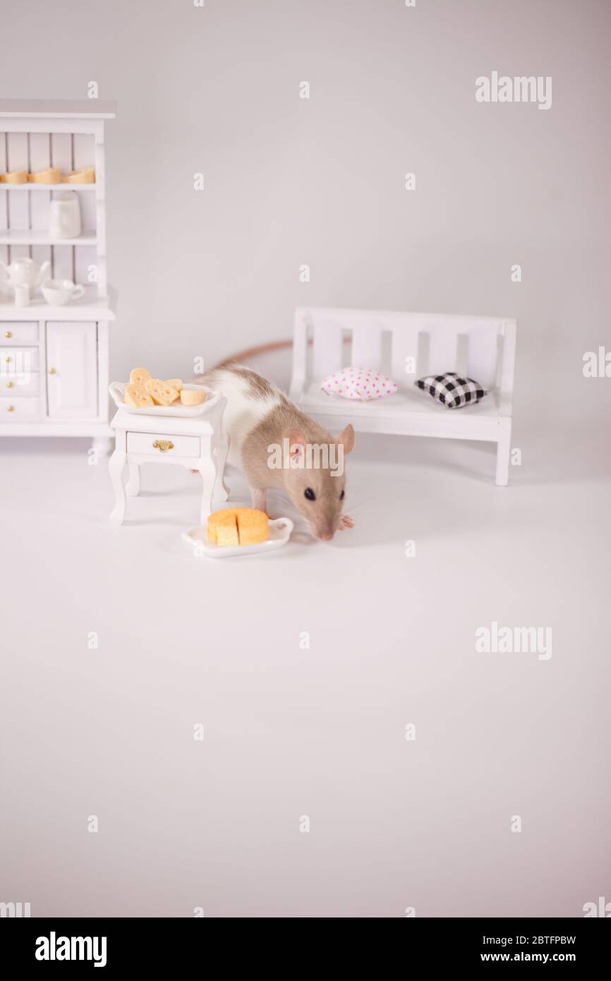 Virus isolation concept. Rat in a white room among the furniture. Rat ...