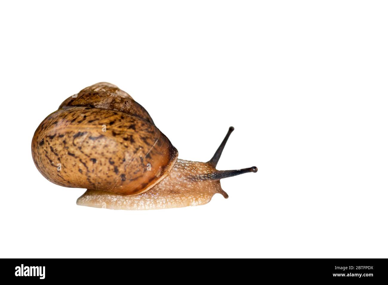 Beautiful little snail isolated on white background. Side view. Land ...
