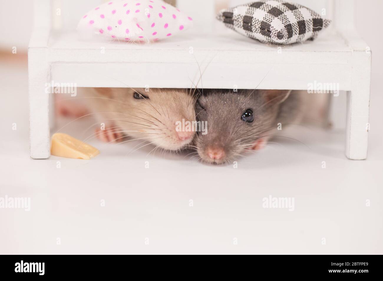 Virus isolation concept. Rat in a white room among the furniture. Rat ...